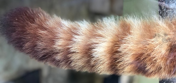 Painting Fur Patterns – Bird with a Brush